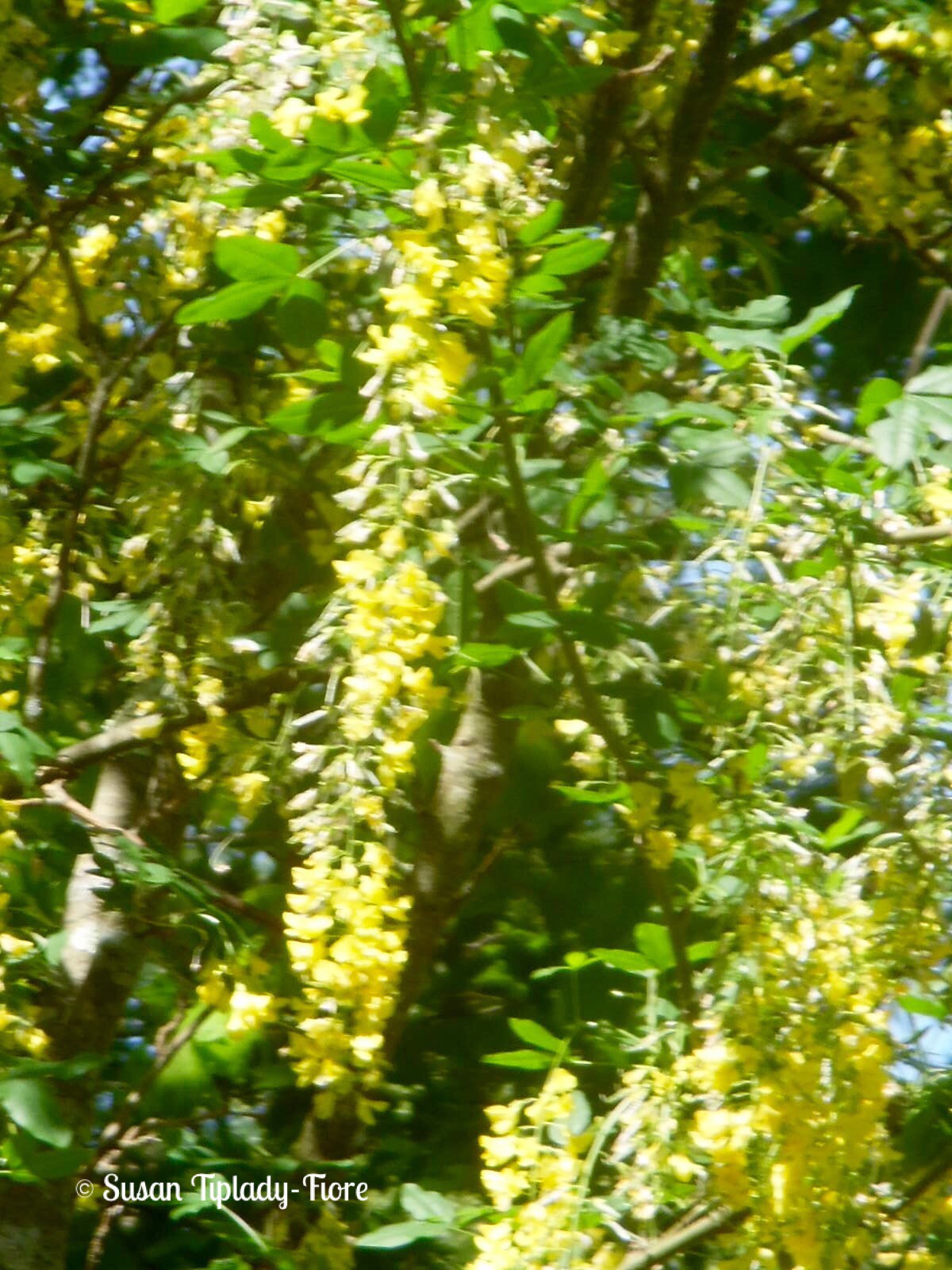 Golden Chain Tree – STF Photography
